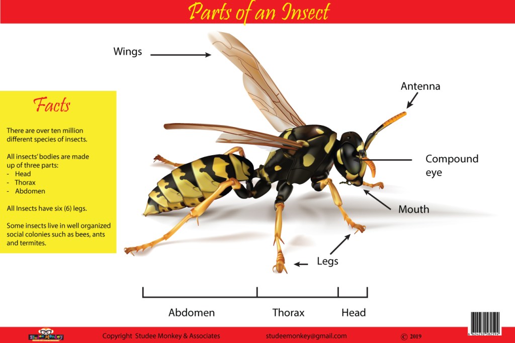 Parts Of An Insect Chart / Poster / Teaching Aid [Size: 18" X 12 ...