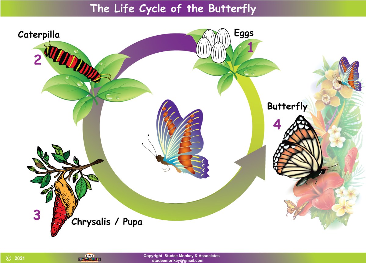 Life Cycle Of The Butterfly Chart / Poster / Teaching Aid [Size: 18" X ...