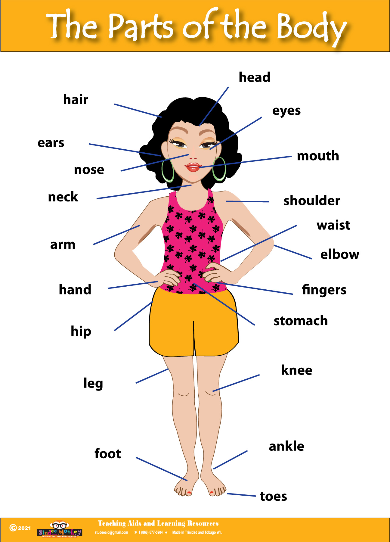 Parts Of The Body (f) Chart / Poster / Teaching Aid [Size: 12" X 18 ...