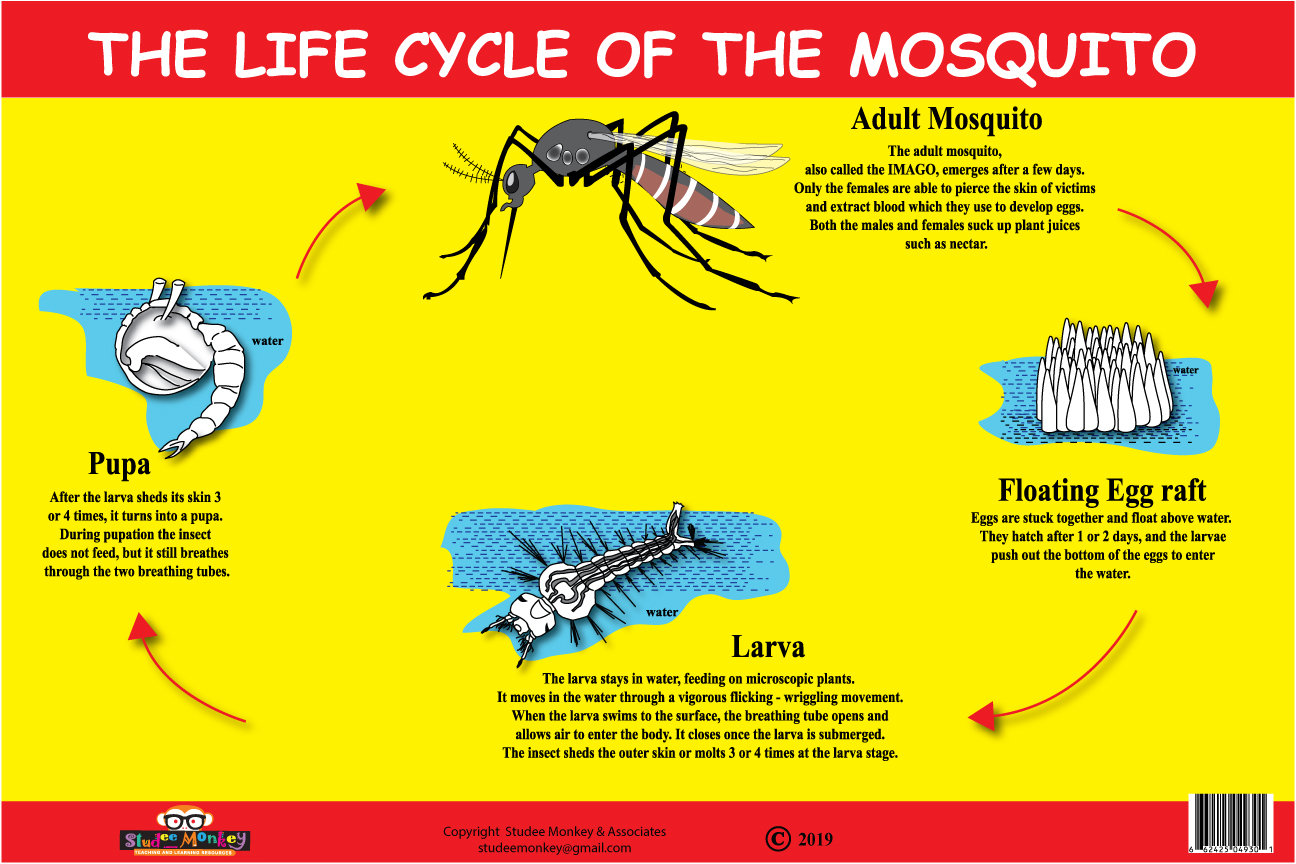 Life Cycle Of The Mosquito - [Chart, Teaching Aid, Poster] Size: 18" X ...